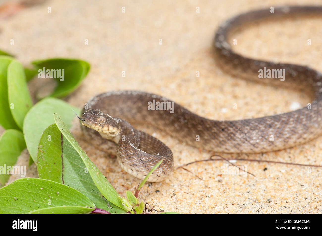 Malagasy cat eyed snake madagascarophis colubrinus hi-res stock ...