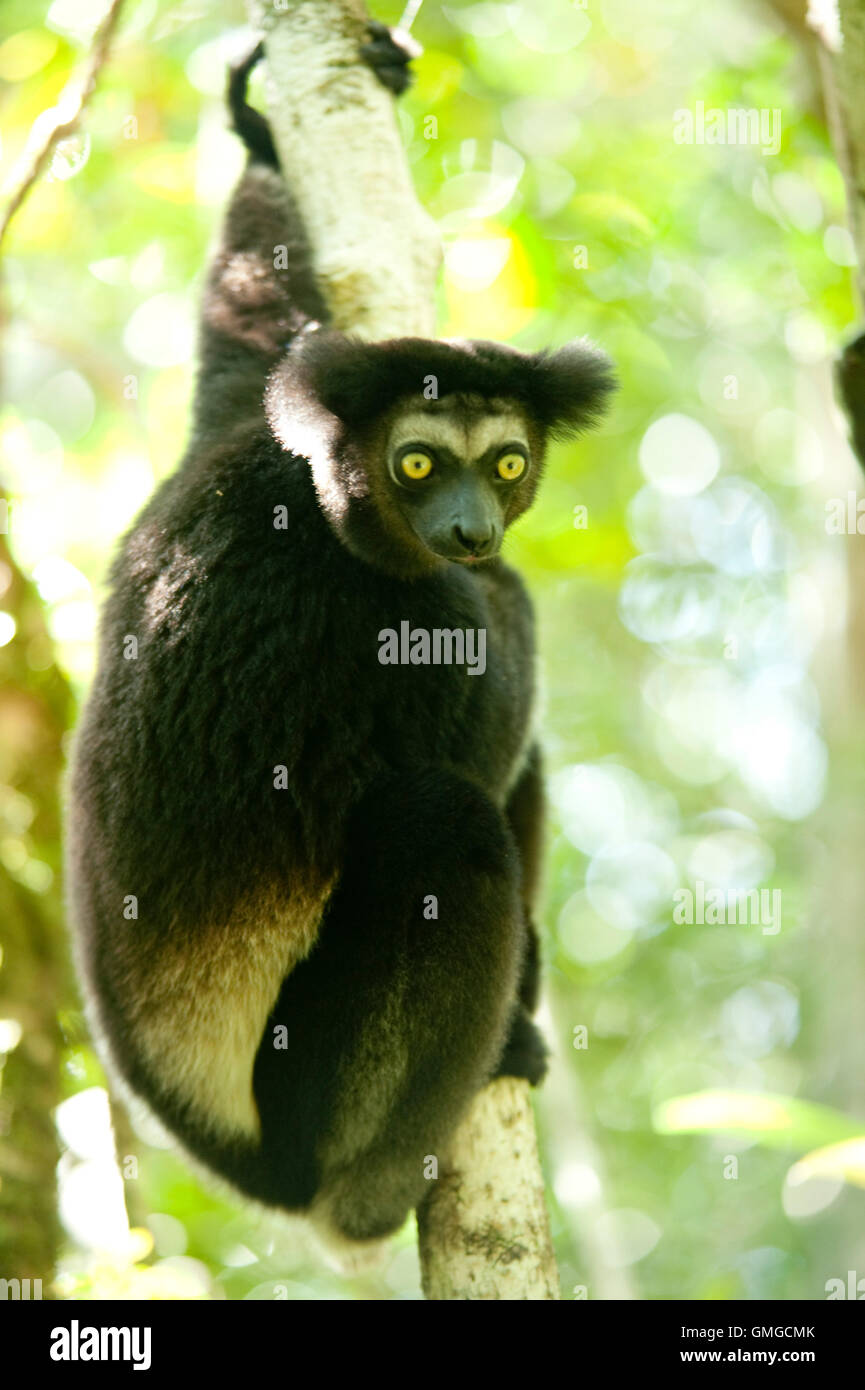 Red data list mammals hi-res stock photography and images - Alamy