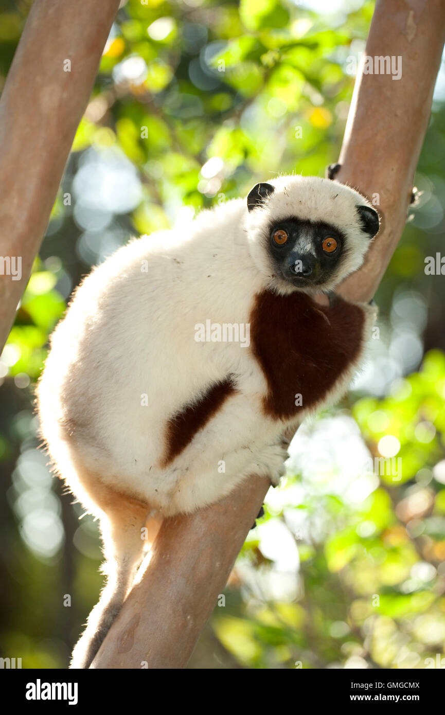 Coquerel's Sifaka Propithecus coquereli Madagascar Stock Photo - Alamy