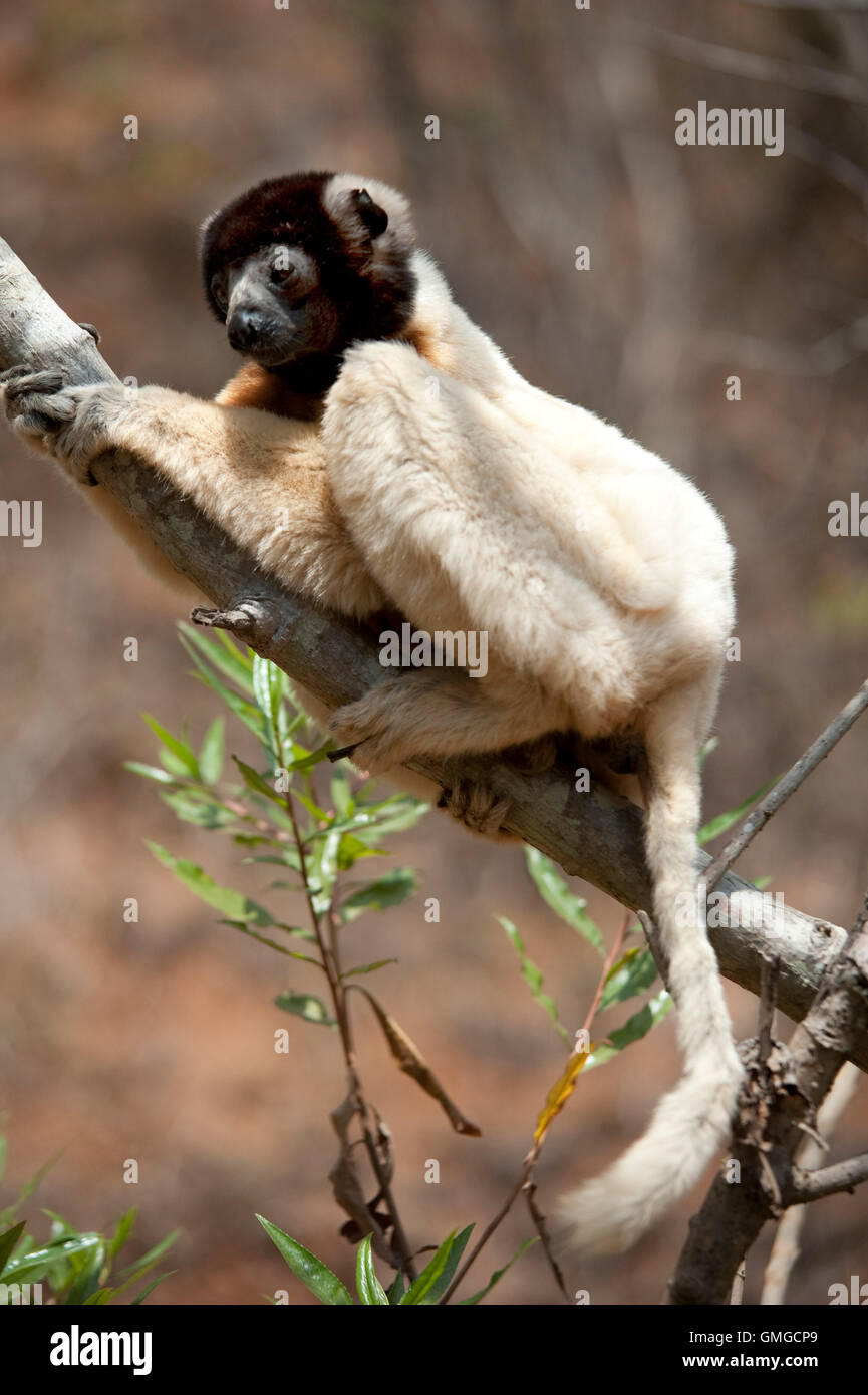 Crowned Sifaka Propithecus coronatus Madagascar Stock Photo - Alamy