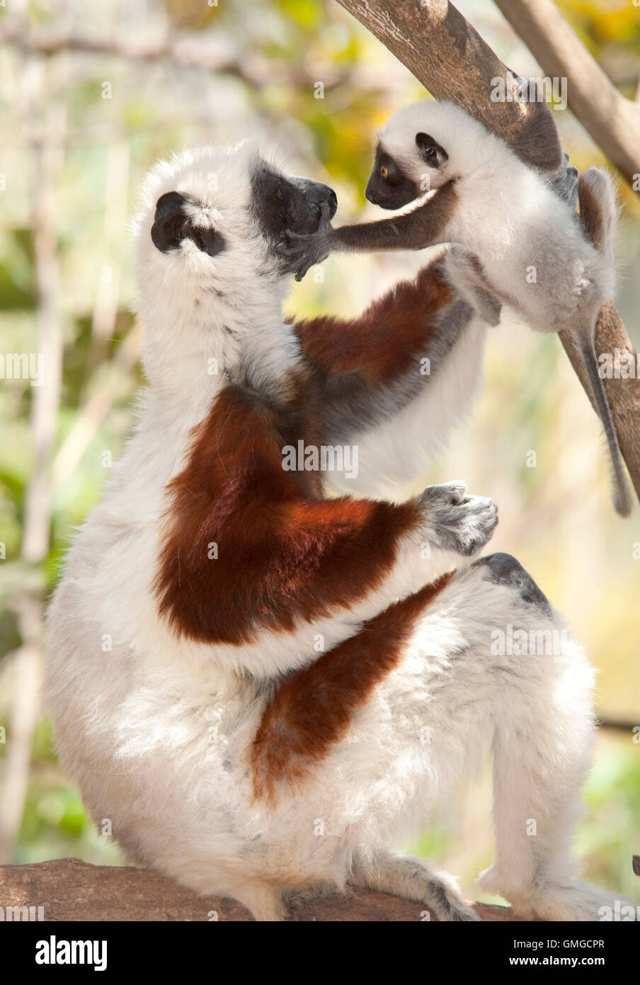 Coquerel's sifaka Propithecus coquereli Madagascar Stock Photo - Alamy