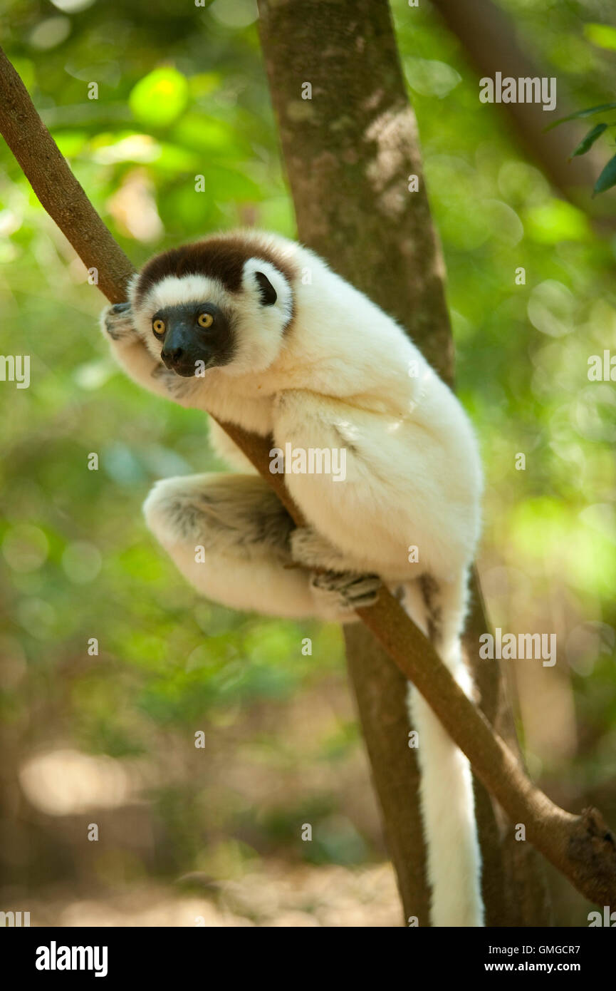 Verreaux's sifaka Propithecus verreauxi Madagascar Stock Photo - Alamy