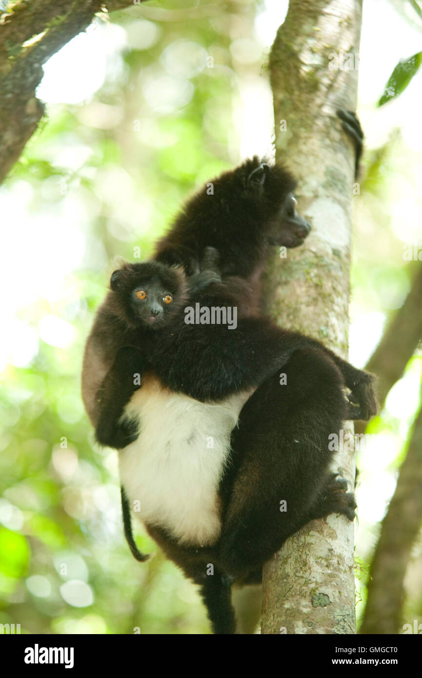 Milne Edwards Sifaka Propithecus edwardsi Madagascar Stock Photo - Alamy
