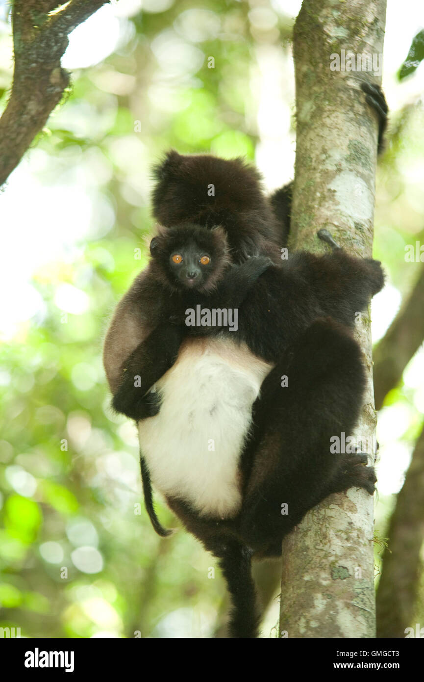 Milne Edwards Sifaka Propithecus edwardsi Madagascar Stock Photo - Alamy