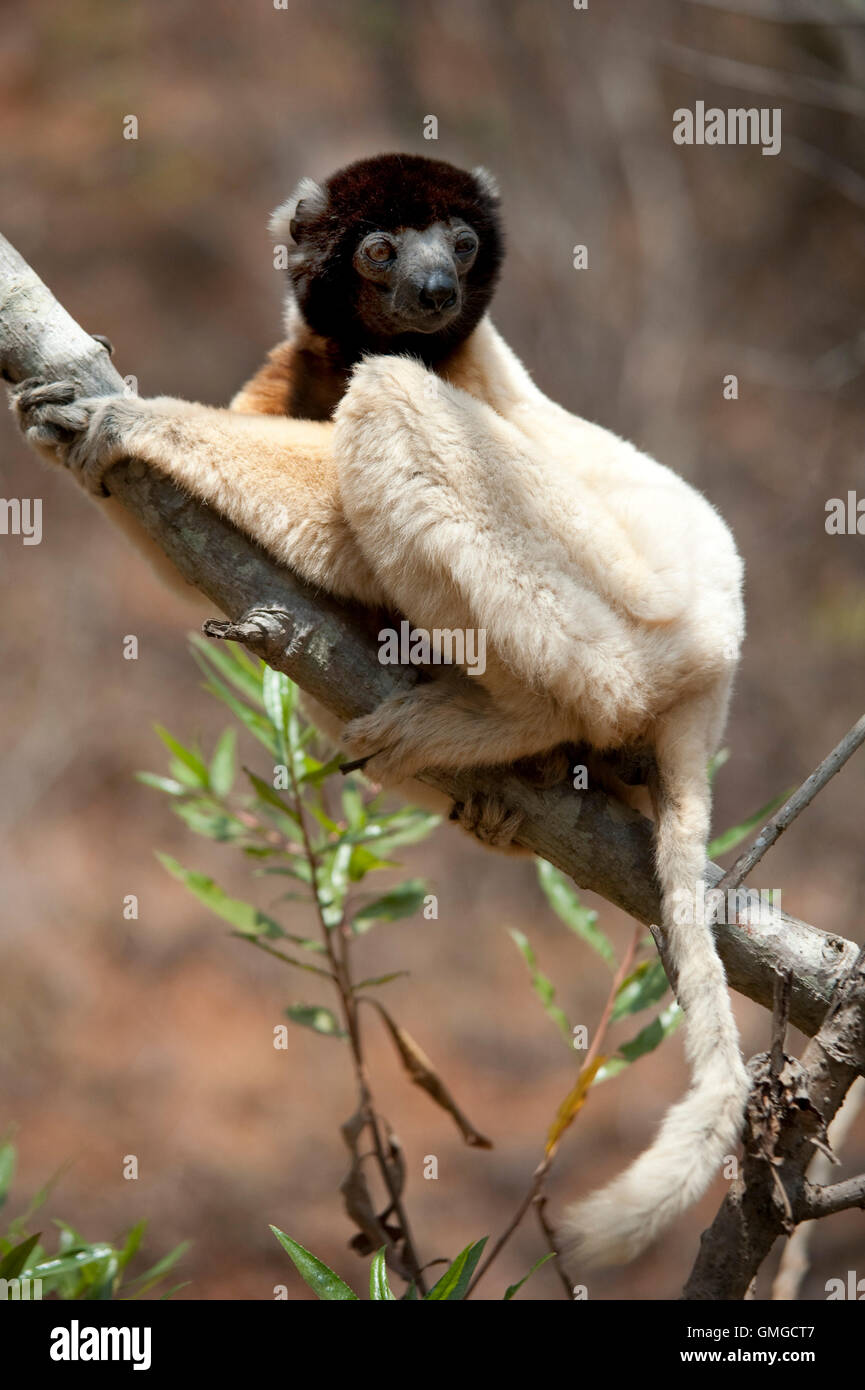 Crowned Sifaka Propithecus coronatus Madagascar Stock Photo - Alamy