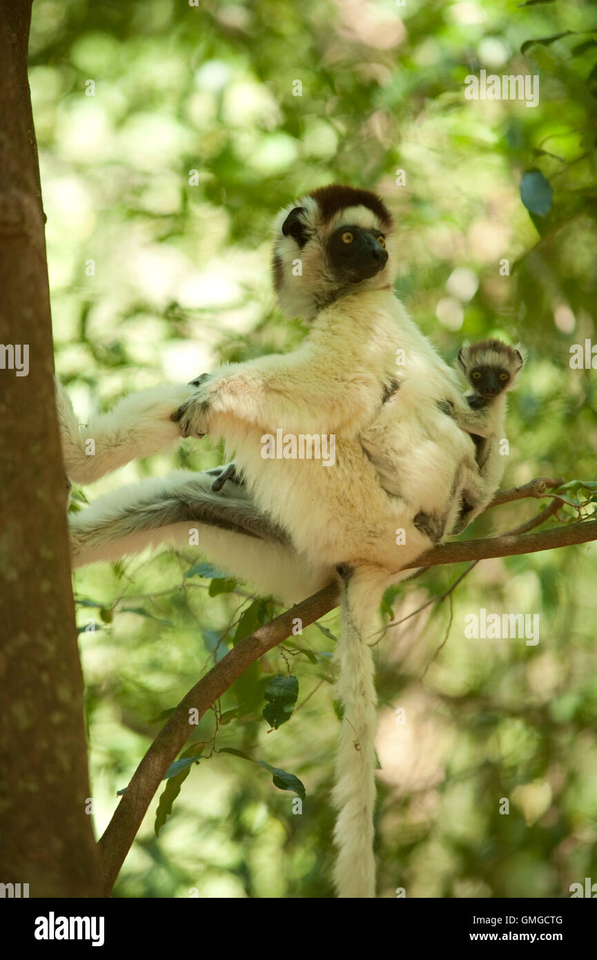 Verreaux's sifaka Propithecus verreauxi Madagascar Stock Photo - Alamy