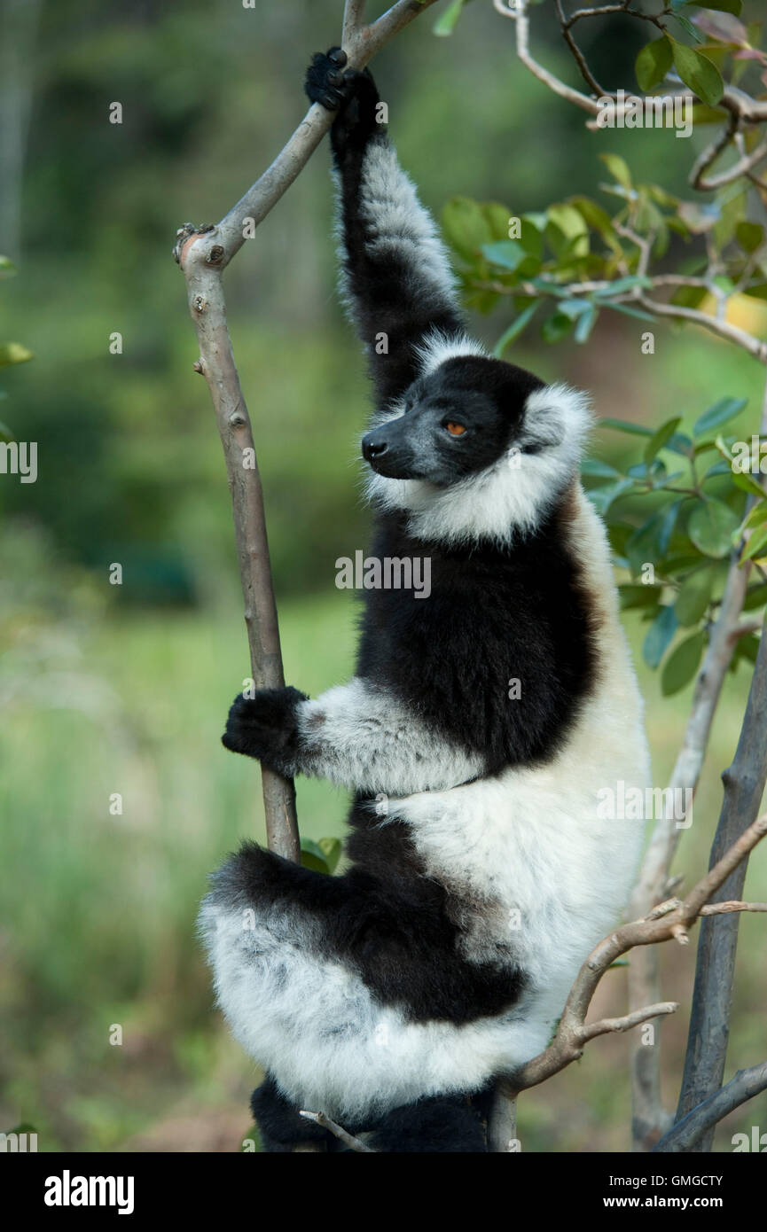 Black and White Ruffed Lemur Madagascar Stock Photo - Alamy