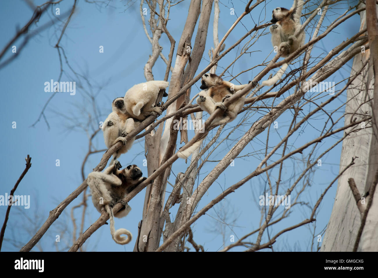 Verreaux's sifaka Propithecus verreauxi Madagascar Stock Photo - Alamy