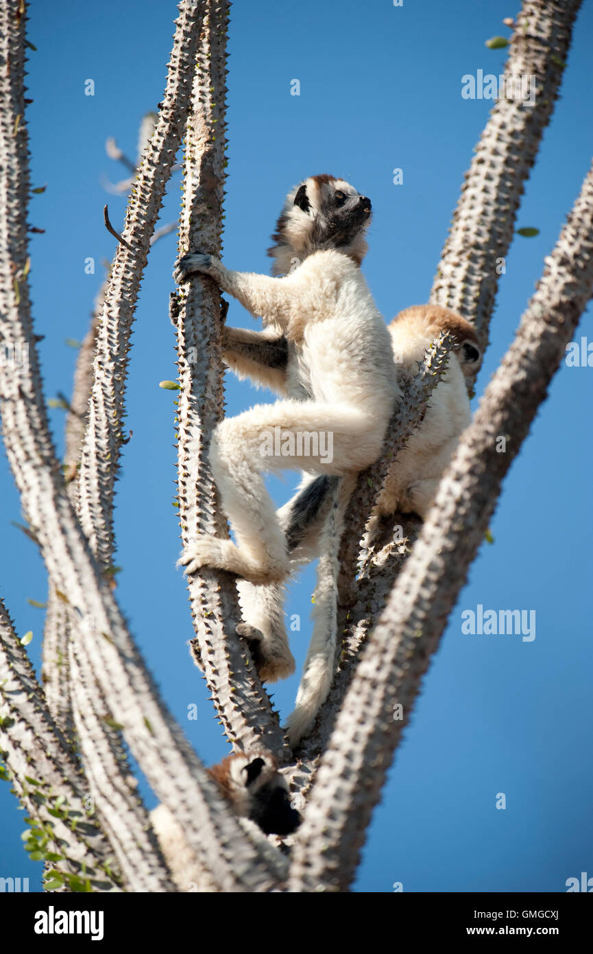 Verreaux's sifaka Propithecus verreauxi Madagascar Stock Photo - Alamy