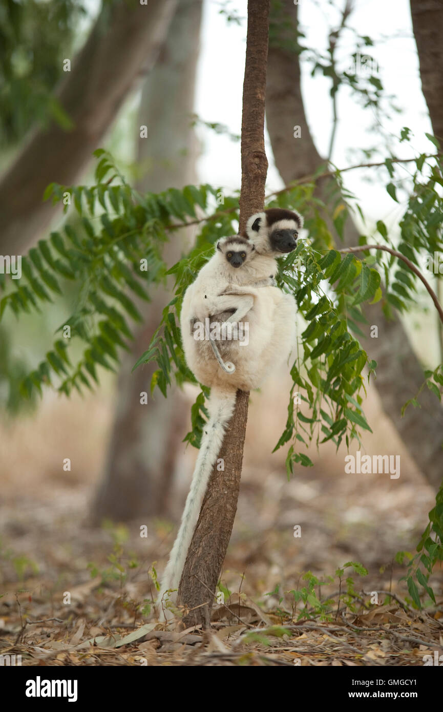 Verreaux's sifaka Propithecus verreauxi Madagascar Stock Photo - Alamy
