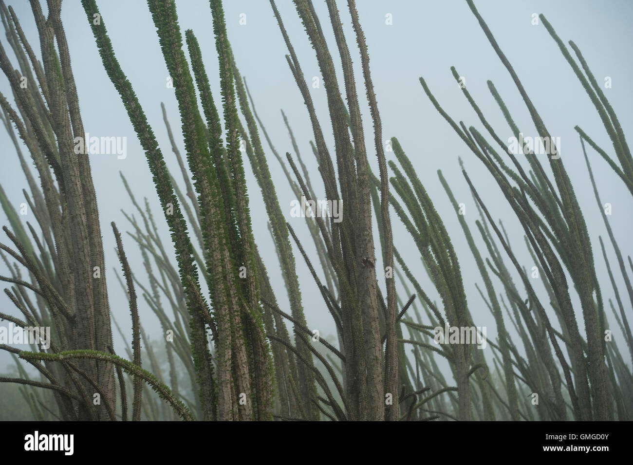 Didierea hi-res stock photography and images - Alamy