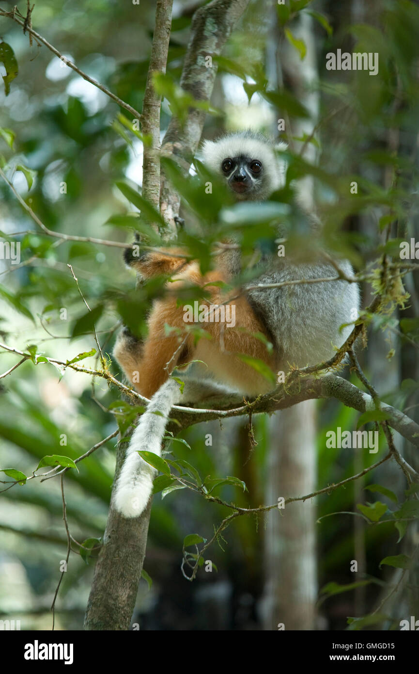 Diademed Sifaka Propithecus diadema Madagascar Stock Photo - Alamy