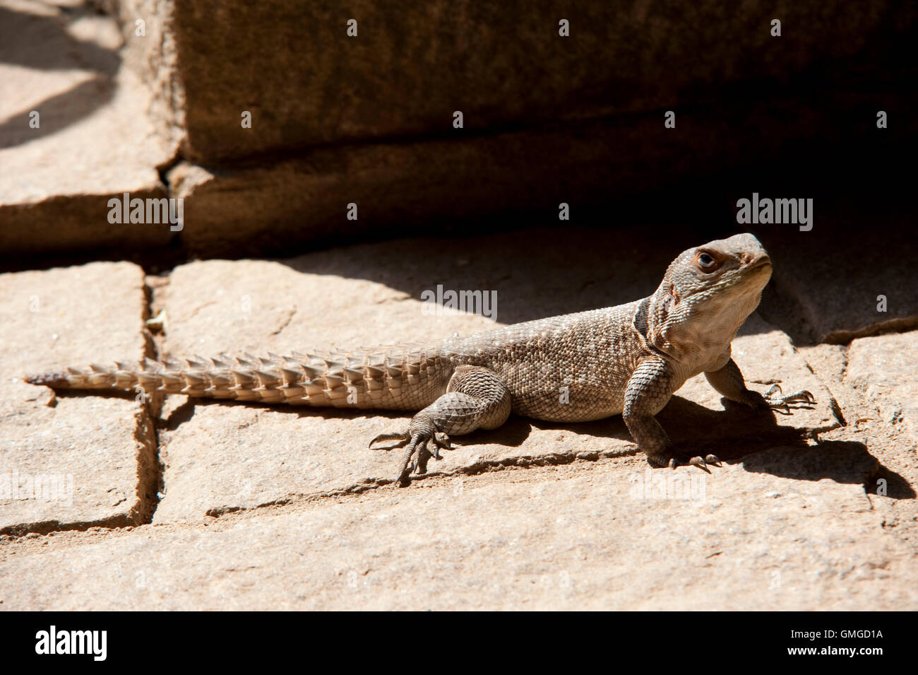 Collared iguana Oplurus cuvieri Madagascar Stock Photo - Alamy