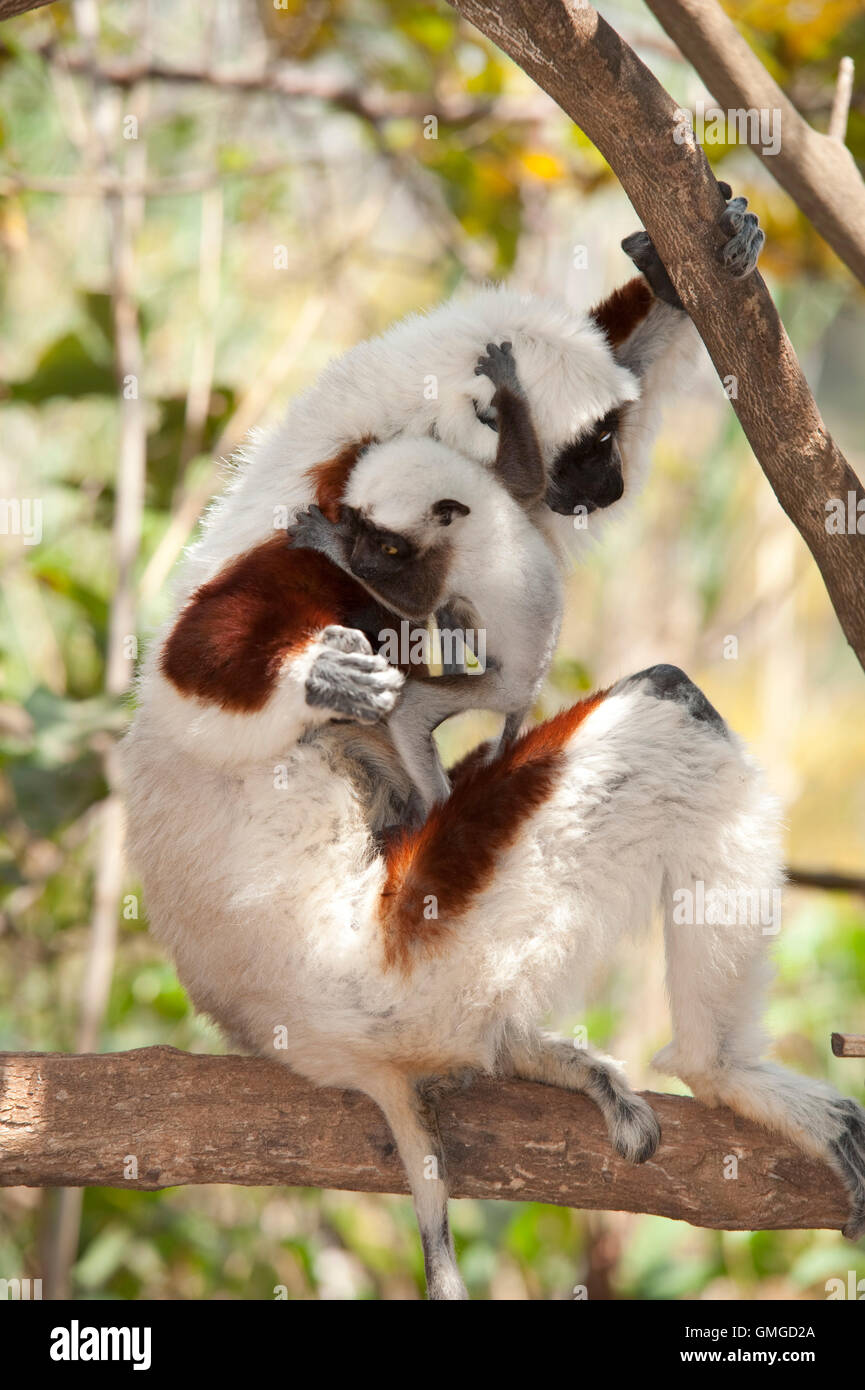 Coquerel's sifaka Propithecus coquereli Madagascar Stock Photo - Alamy