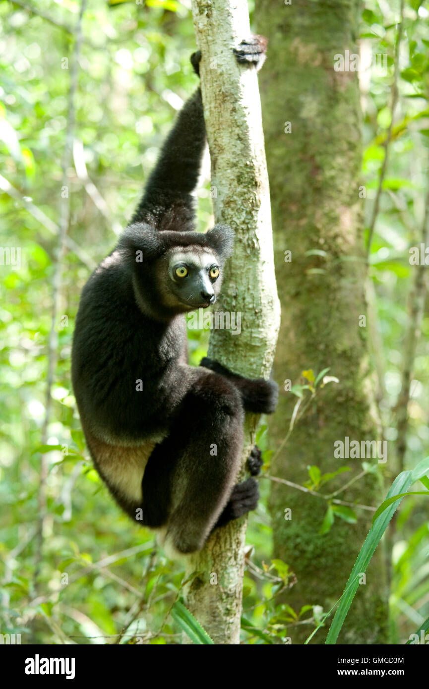 Indri climbing tree hi-res stock photography and images - Alamy