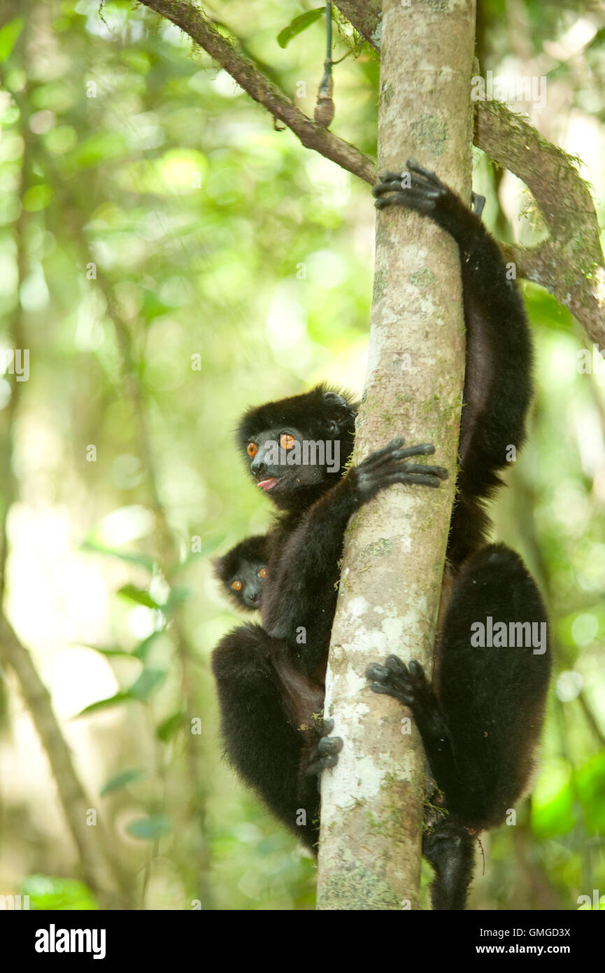 Milne Edwards Sifaka Propithecus edwardsi Madagascar Stock Photo - Alamy