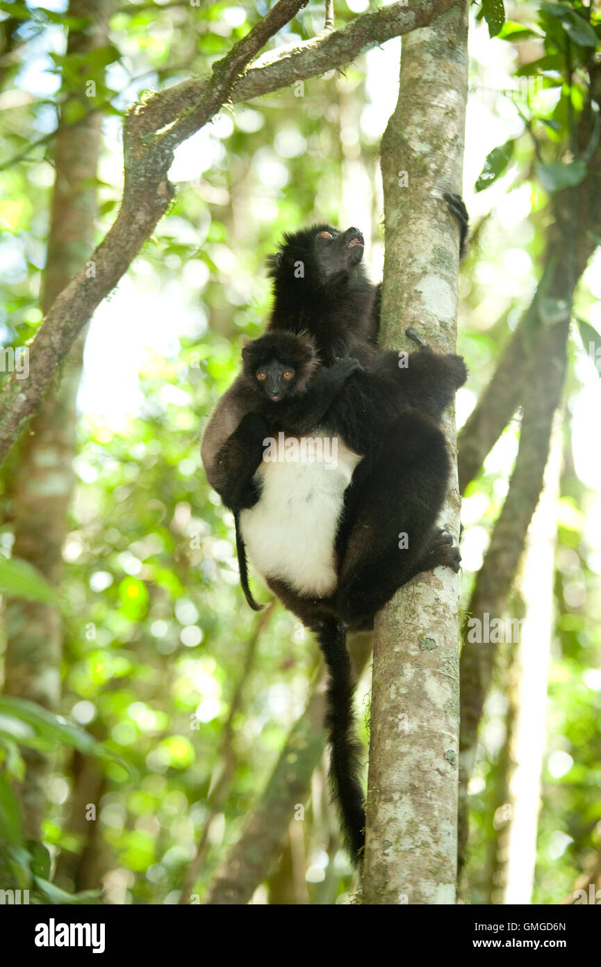 Milne Edwards Sifaka Propithecus edwardsi Madagascar Stock Photo - Alamy