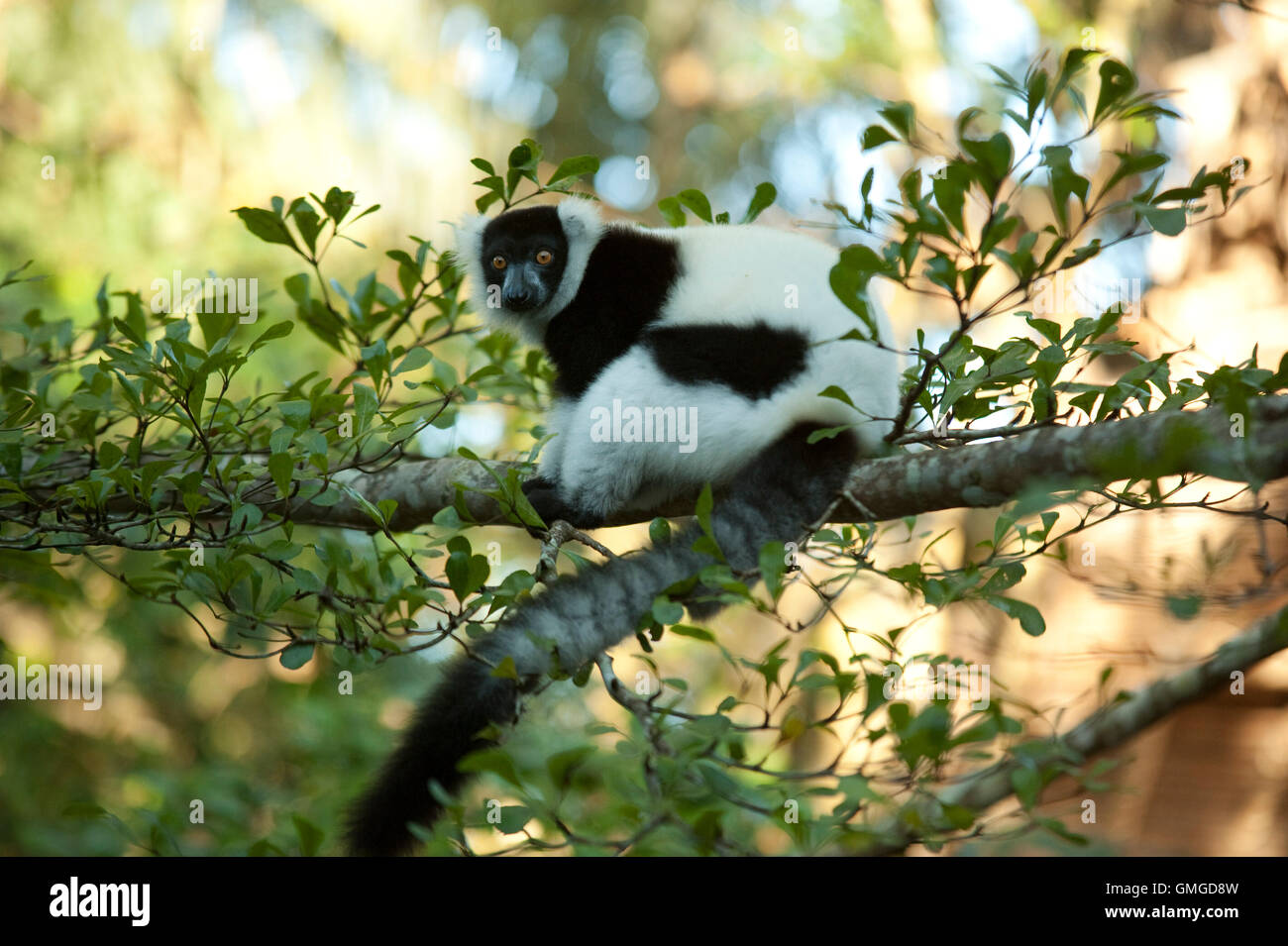 Black and White Ruffed Lemur Madagascar Stock Photo - Alamy