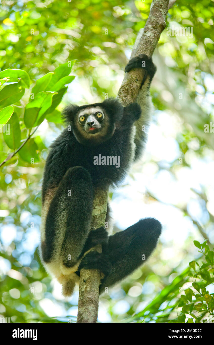 Indri climbing tree hi-res stock photography and images - Alamy