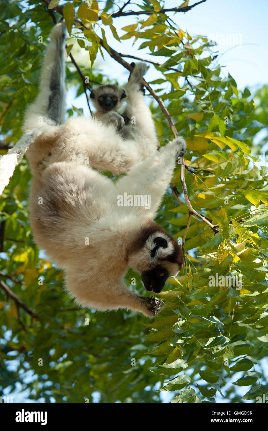 Verreaux's sifaka Propithecus verreauxi Madagascar Stock Photo - Alamy