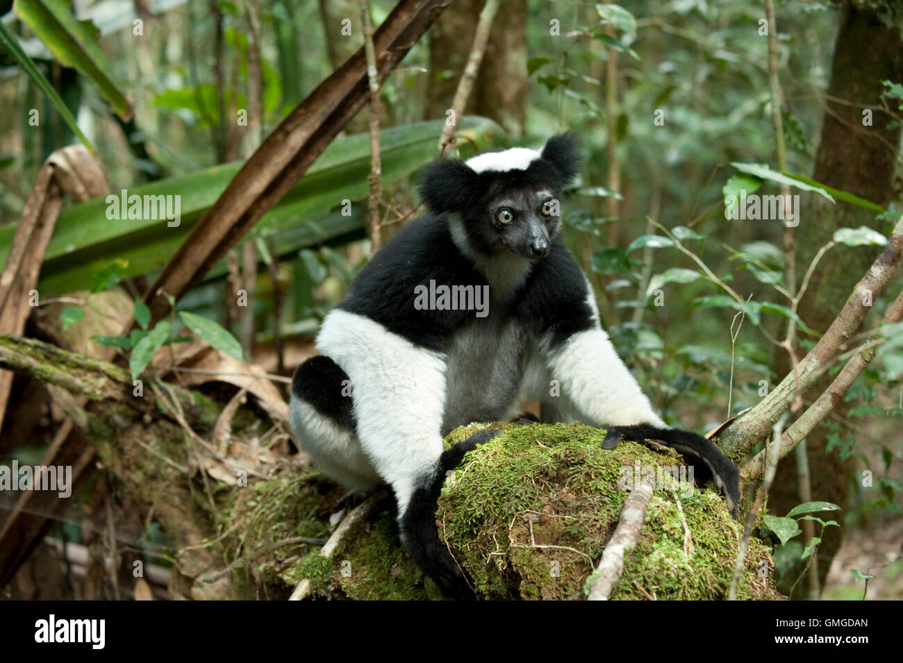 Madagascar mineral hi-res stock photography and images - Alamy