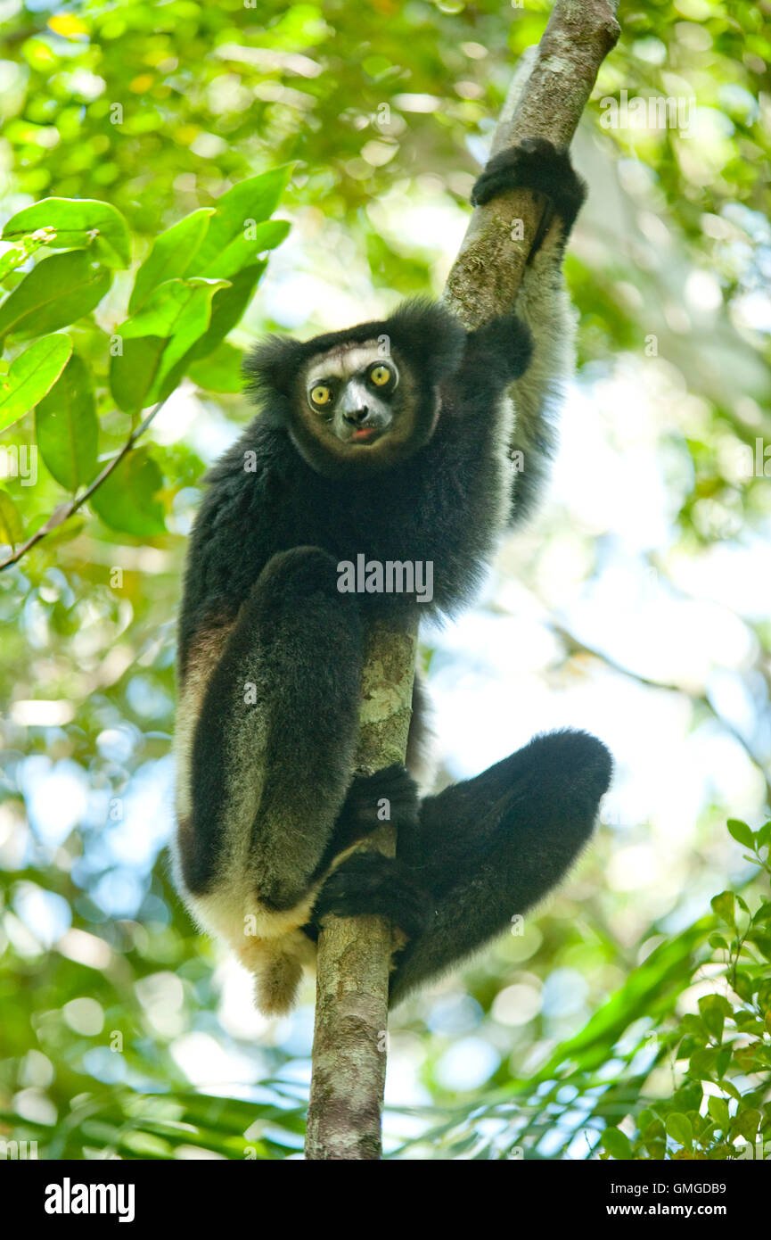 Indri climbing tree hi-res stock photography and images - Alamy