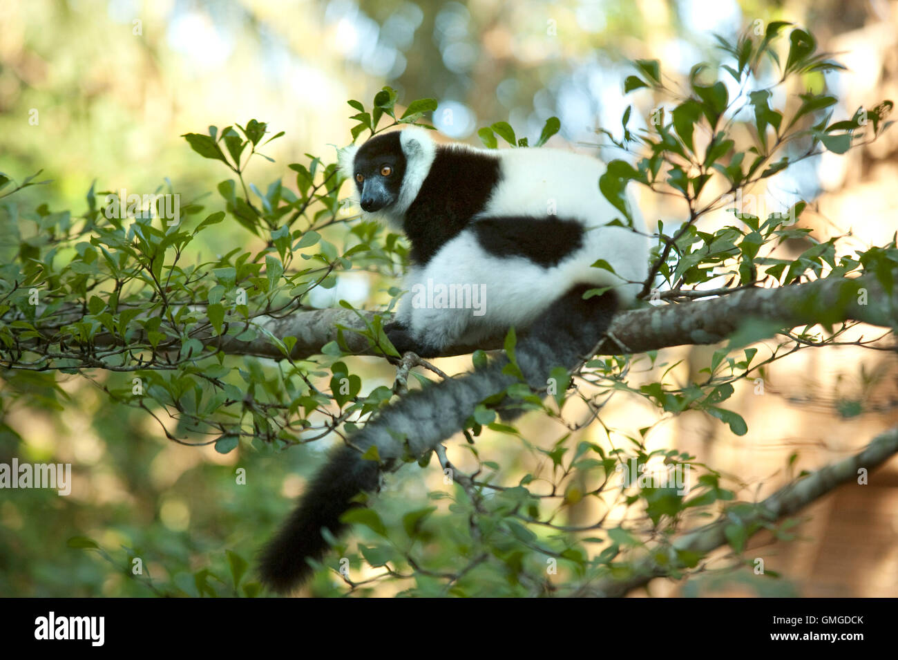 Black and white ruffed lemur hi-res stock photography and images - Alamy