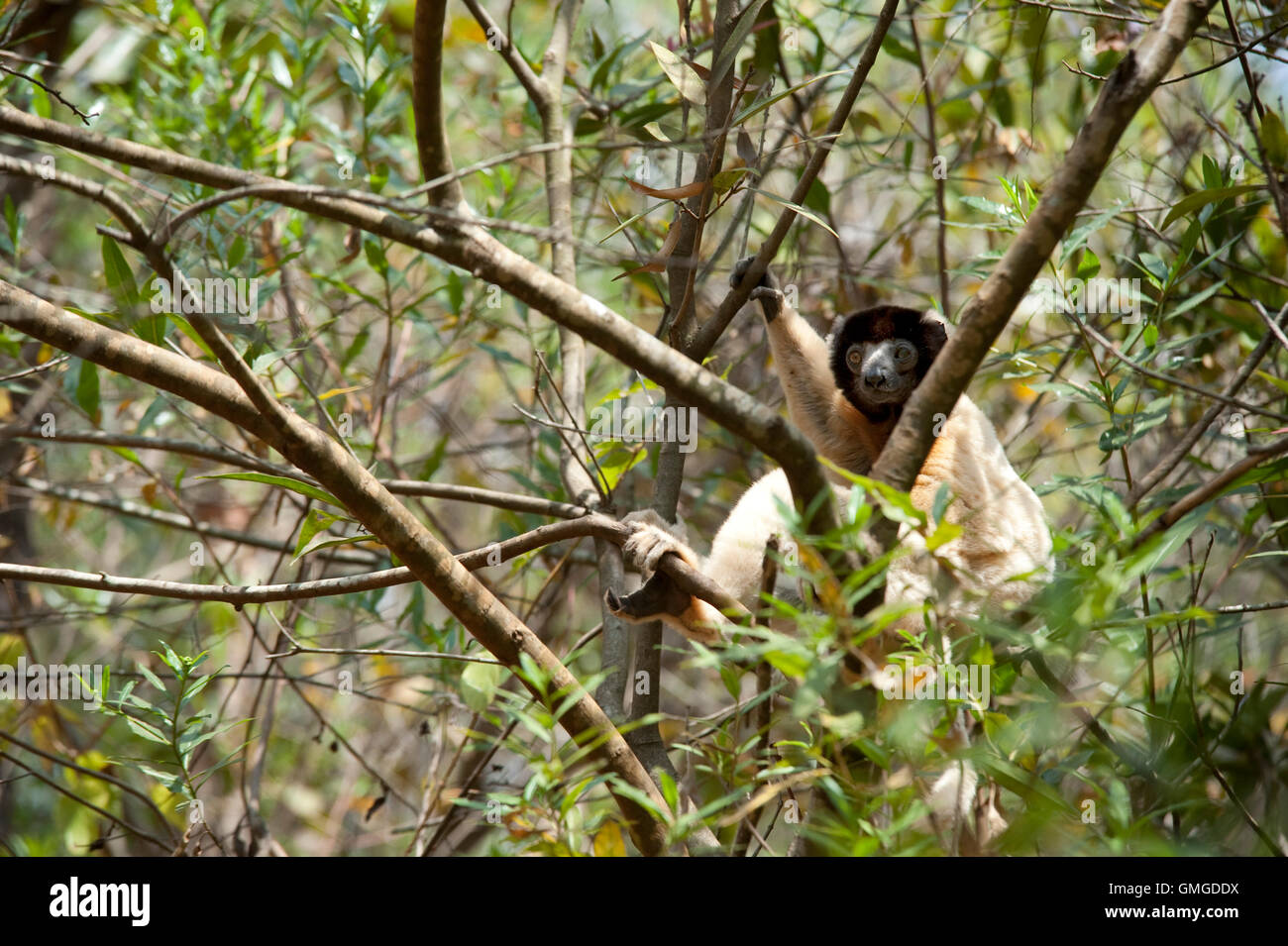 Crowned Sifaka Propithecus coronatus Madagascar Stock Photo - Alamy