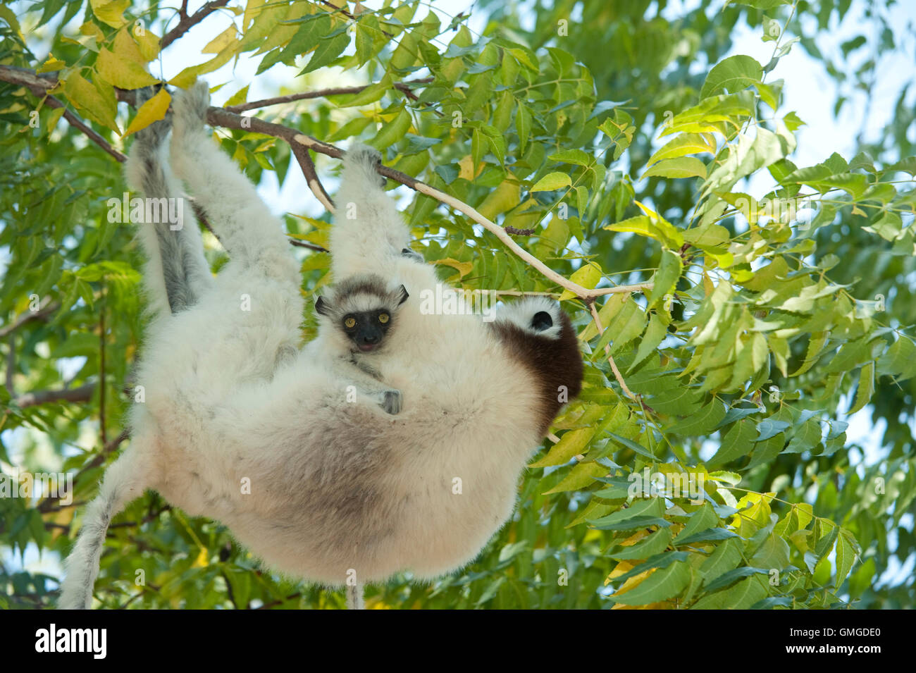 Verreaux's sifaka Propithecus verreauxi Madagascar Stock Photo - Alamy