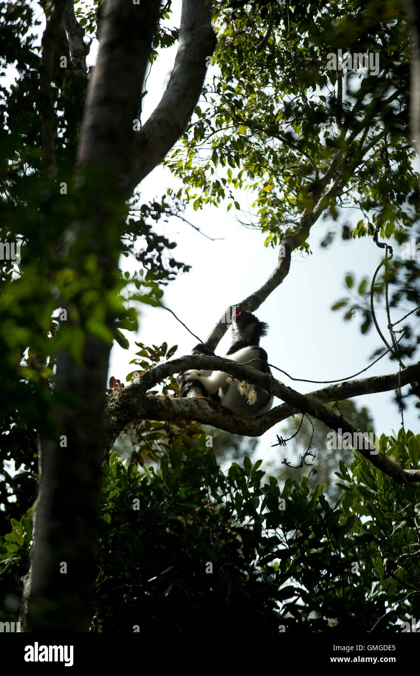 Indri calling hi-res stock photography and images - Alamy