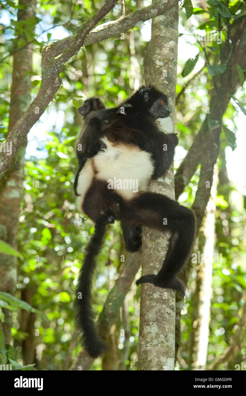 Milne Edwards Sifaka Propithecus edwardsi Madagascar Stock Photo - Alamy