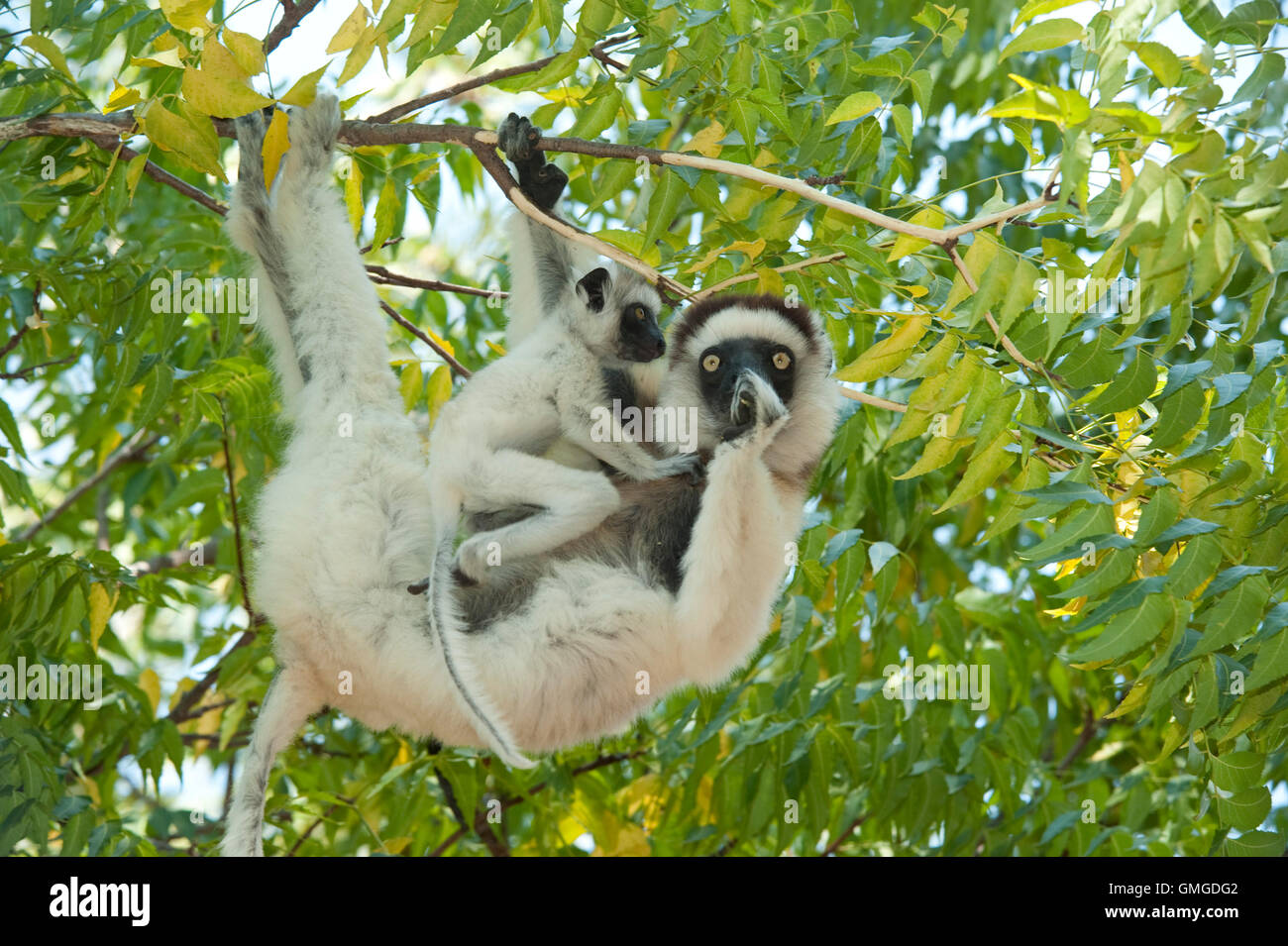 Verreaux's sifaka Propithecus verreauxi Madagascar Stock Photo - Alamy
