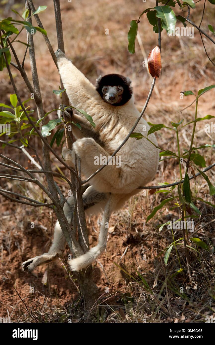 Crowned Sifaka Propithecus coronatus Madagascar Stock Photo - Alamy