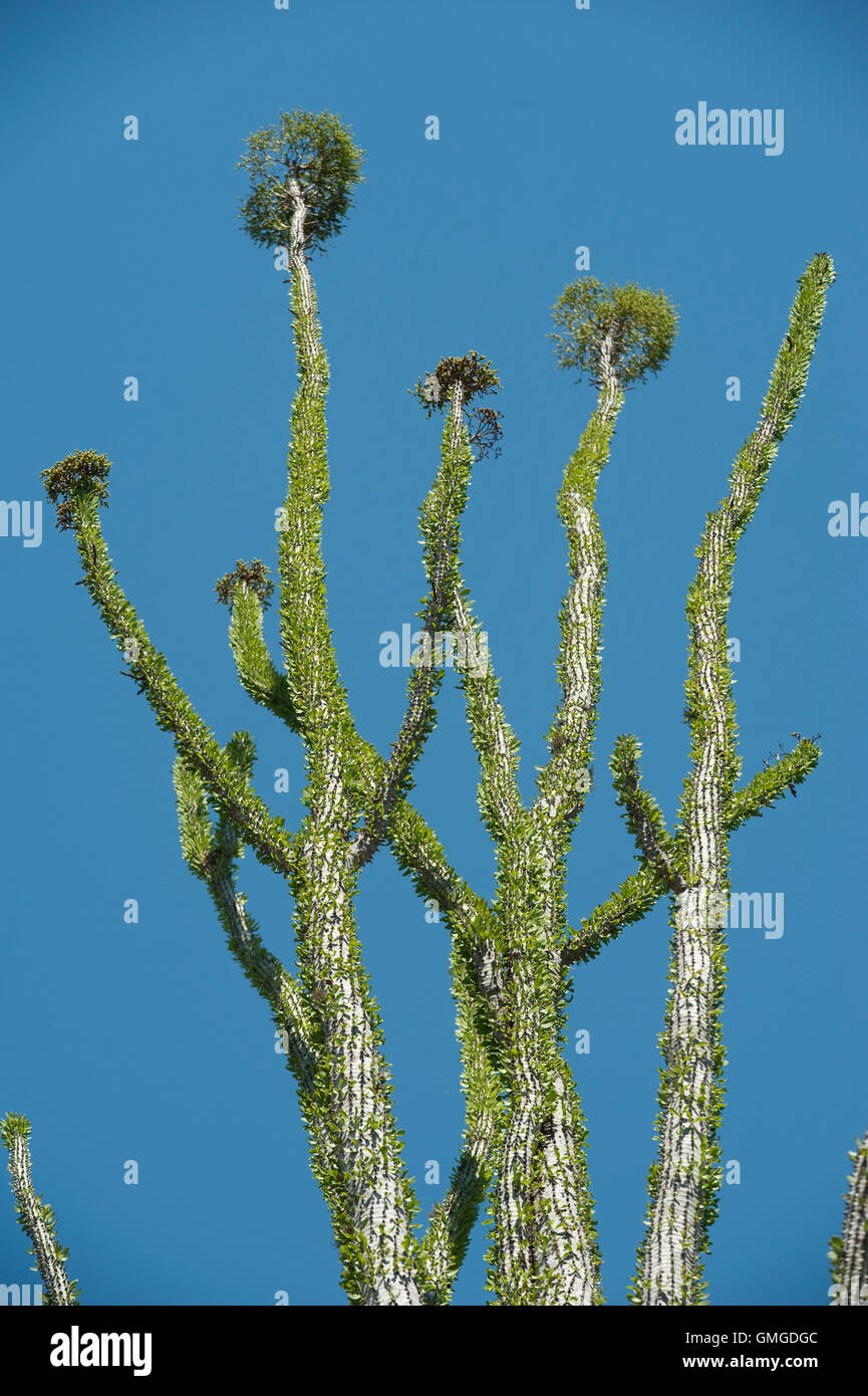 Spiny forest tree Didierea trollii Stock Photo - Alamy