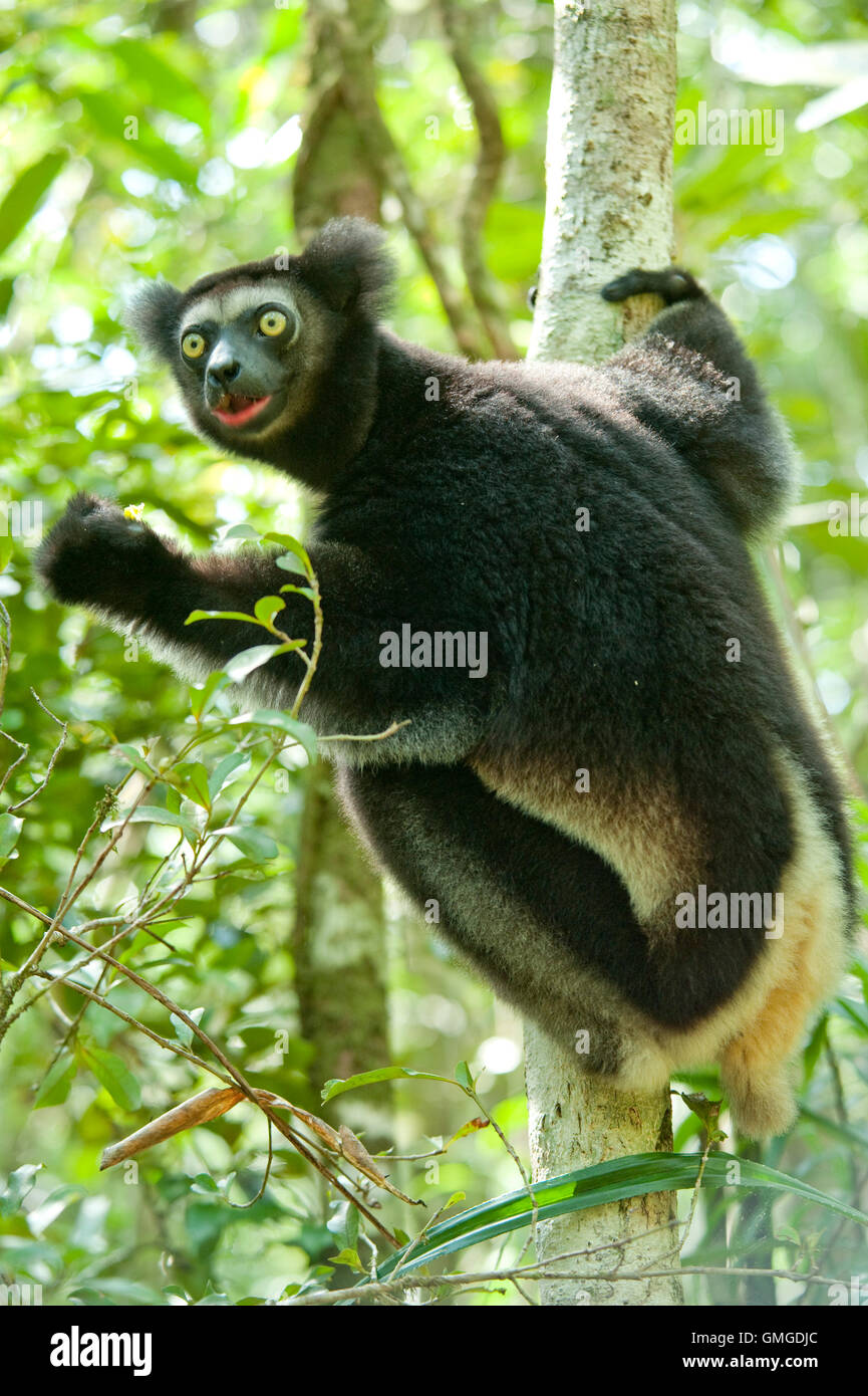 Indri Climbing Tree High Resolution Stock Photography and Images - Alamy