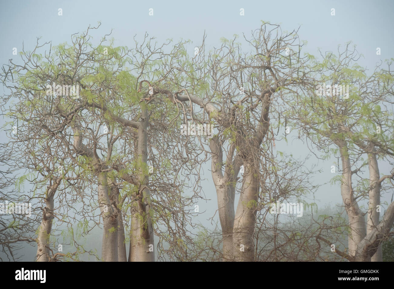 Baobab Trees Madagascar Stock Photo - Alamy