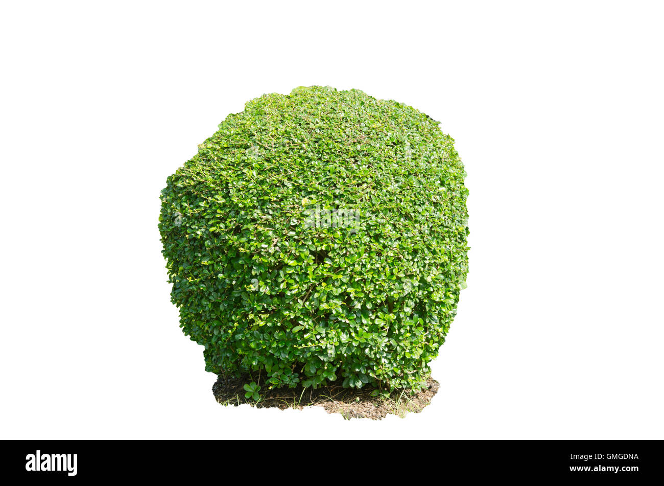 Green bush isolated on white background Stock Photo - Alamy