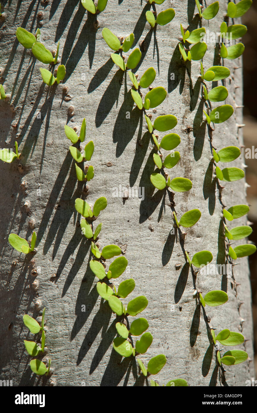 Spiny forest tree Didierea trollii Stock Photo - Alamy
