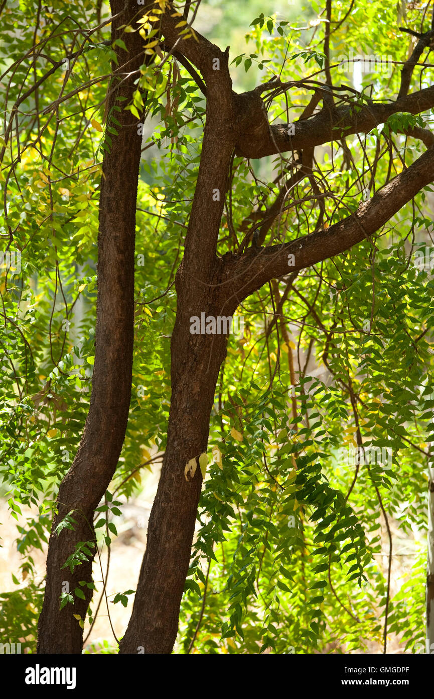 Leaves of Acacia Tree Madagascar Stock Photo - Alamy