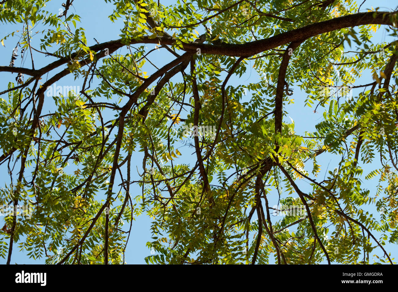 Leaves of Acacia Tree Madagascar Stock Photo - Alamy
