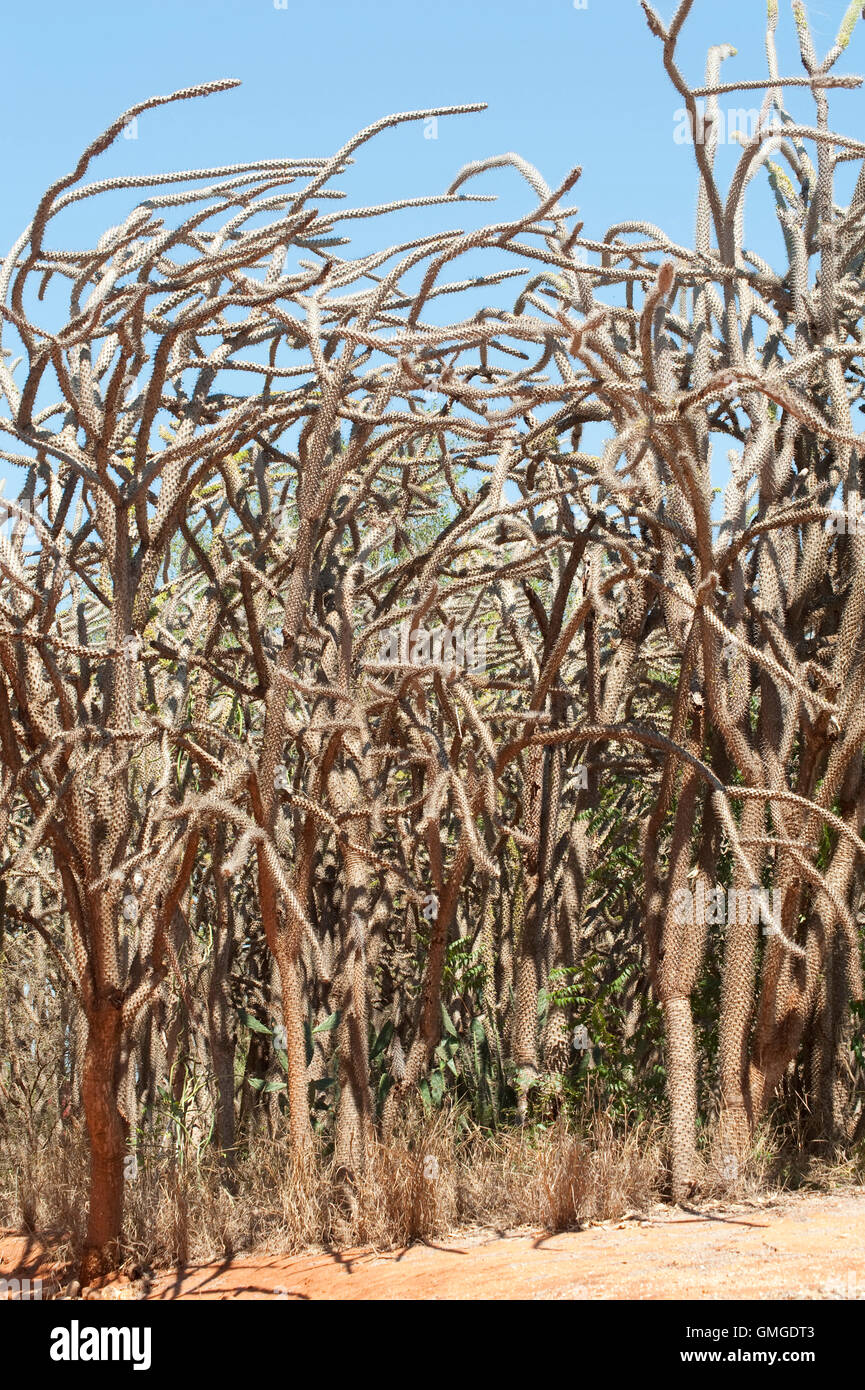 Spiny forest tree Didierea trollii Stock Photo - Alamy