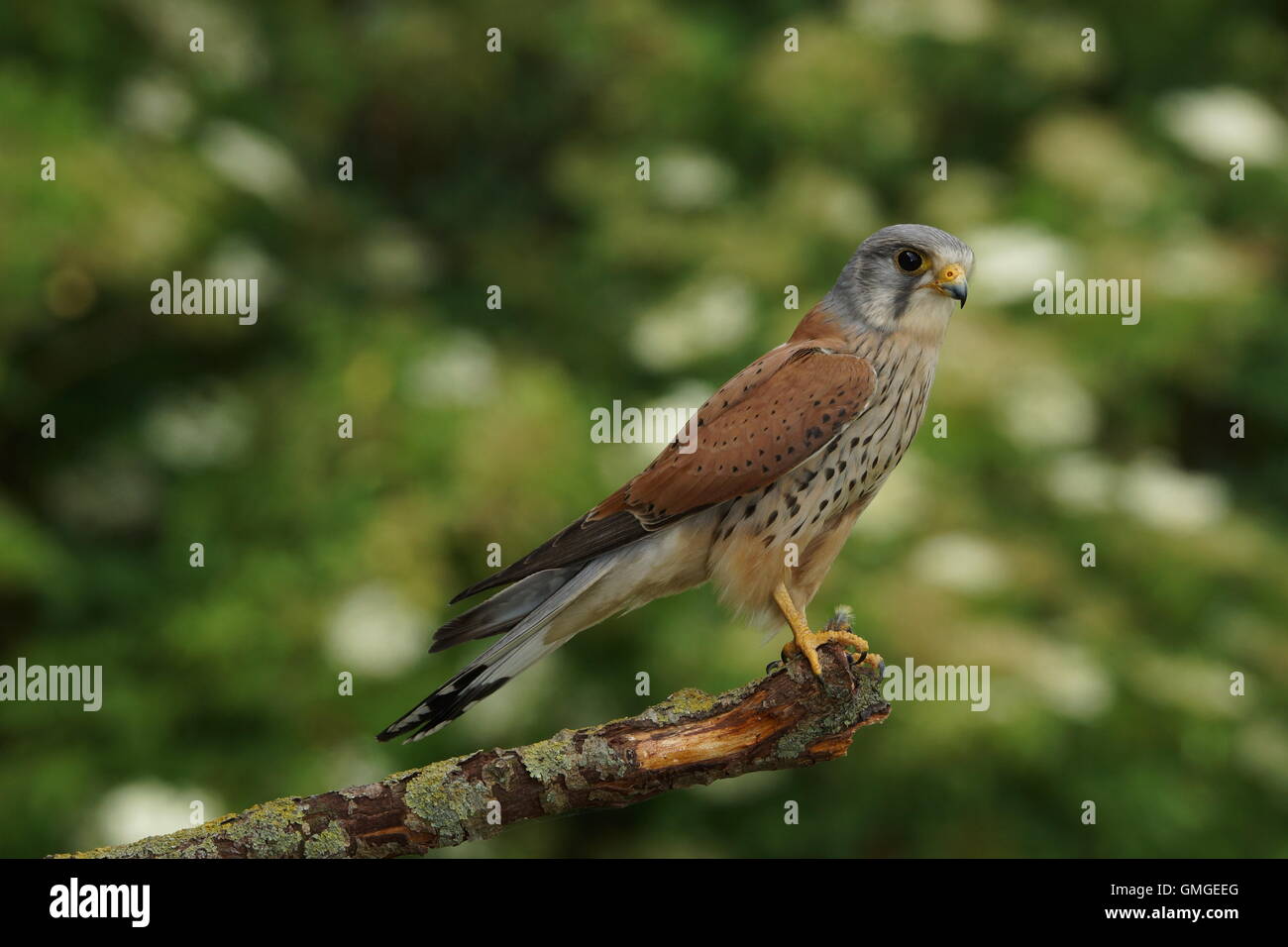 Kestrel hi-res stock photography and images - Alamy