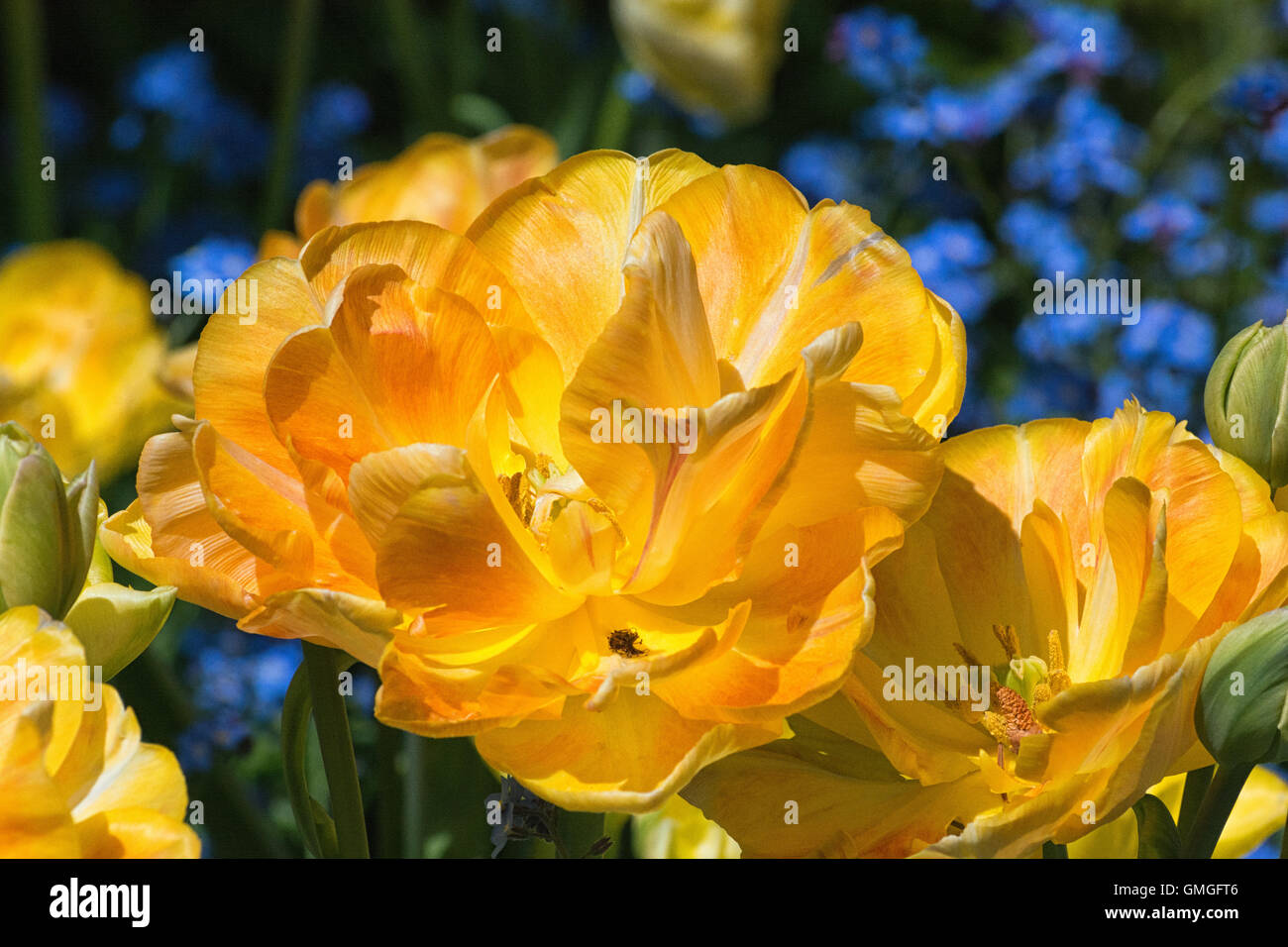 Orange parrot tulip flower hi-res stock photography and images - Alamy