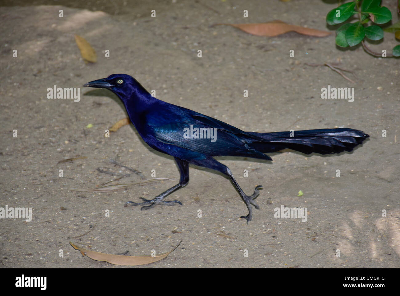 Songbird chanate hi-res stock photography and images - Alamy