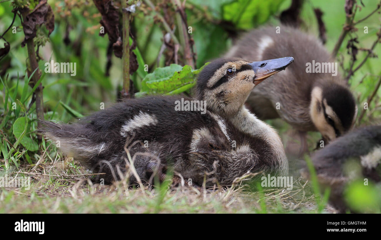 Juvenile Mallard laying in the grass looking up whilst its siblings are ...