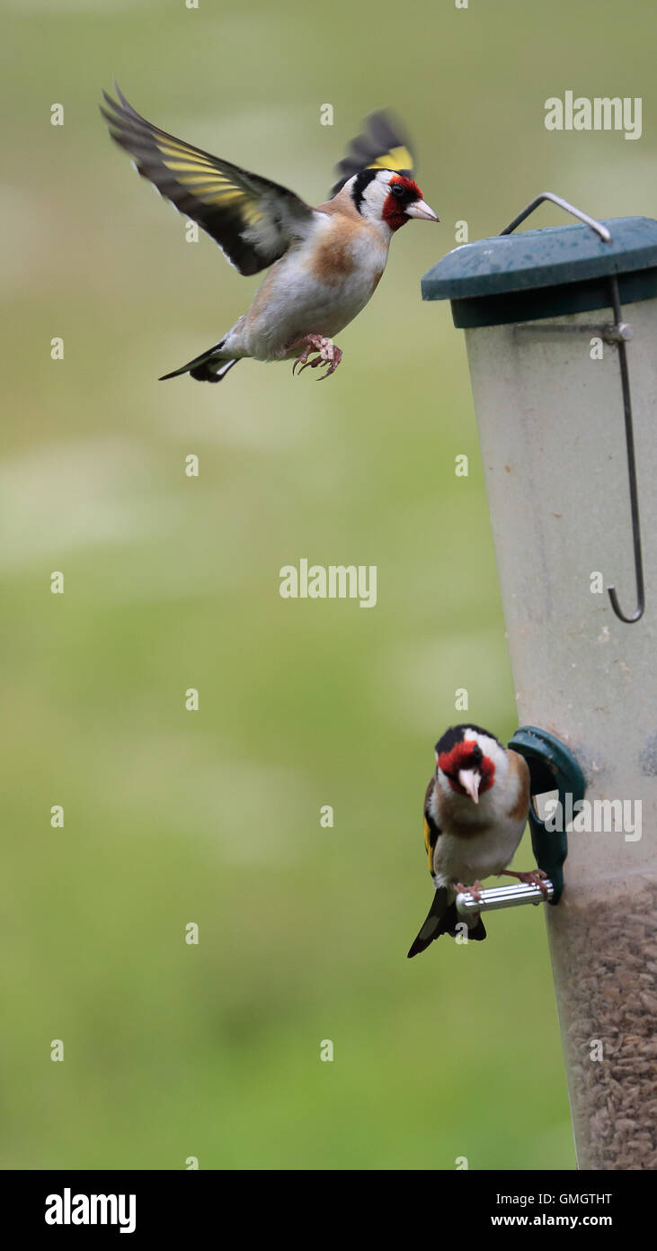 Goldfinch in flight hi-res stock photography and images - Alamy