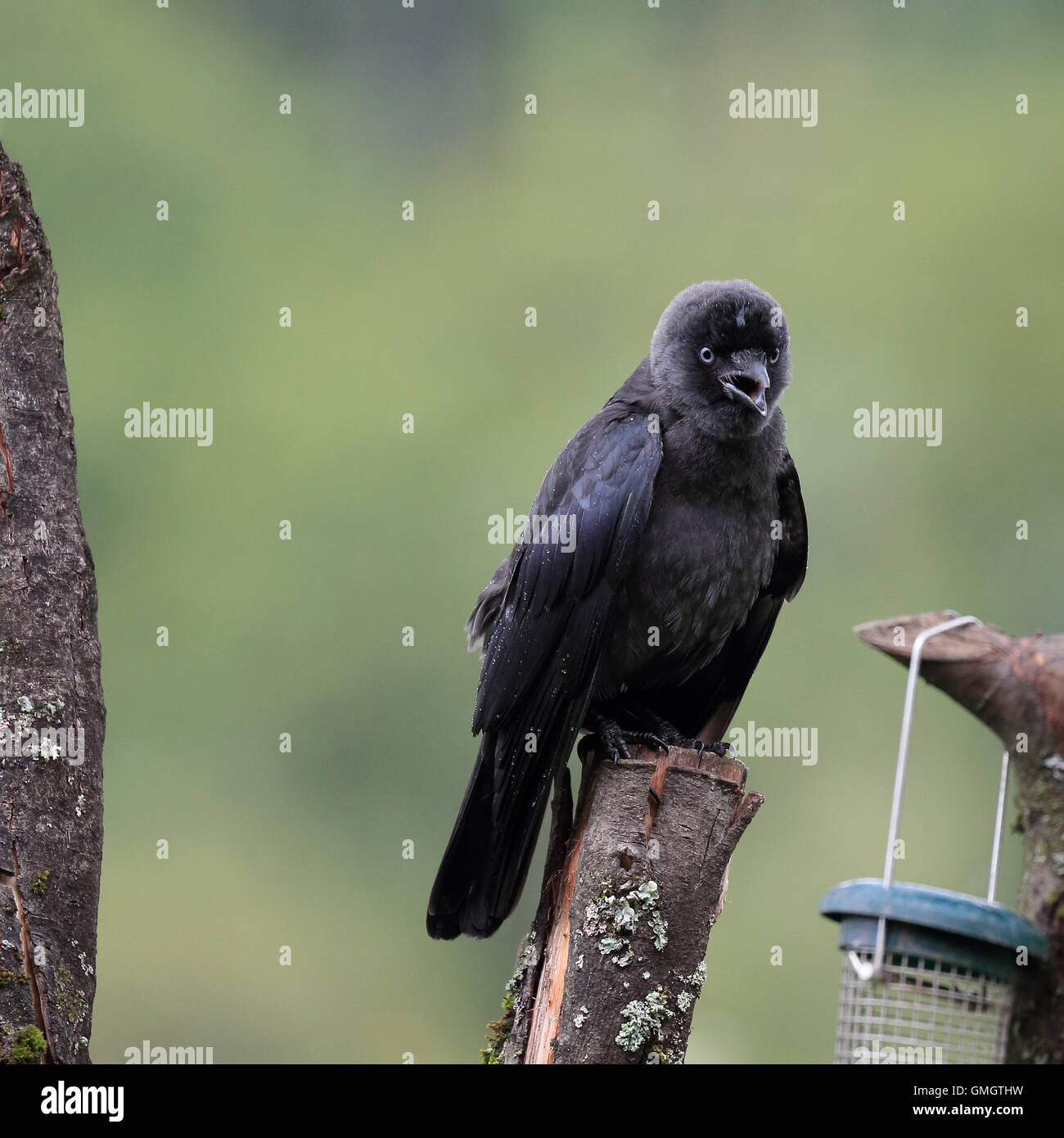 Juvenile Eurasian Jackdaw, also known as Western Jackdaw or Jackdaw ...
