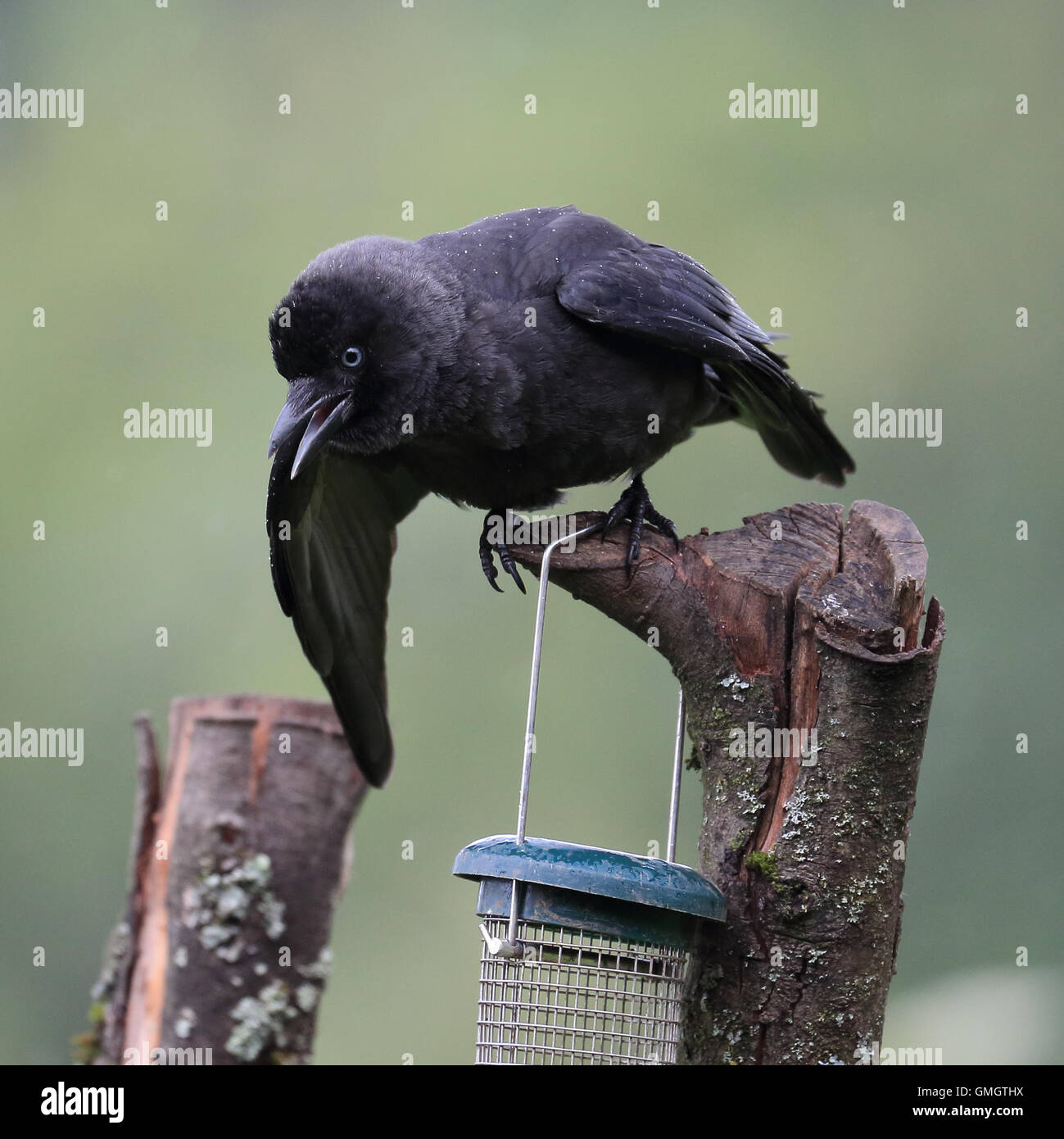 Juvenile jackdaw hi-res stock photography and images - Alamy