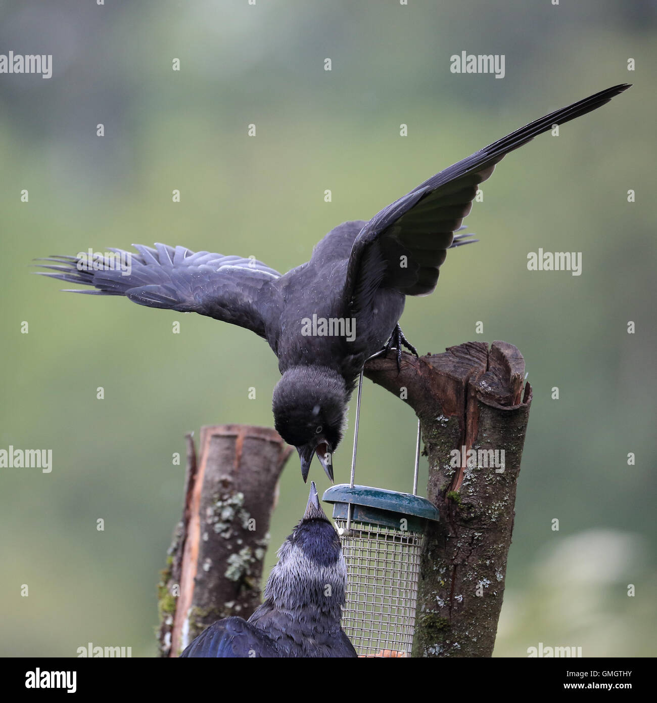 Juvenile jackdaw hi-res stock photography and images - Alamy