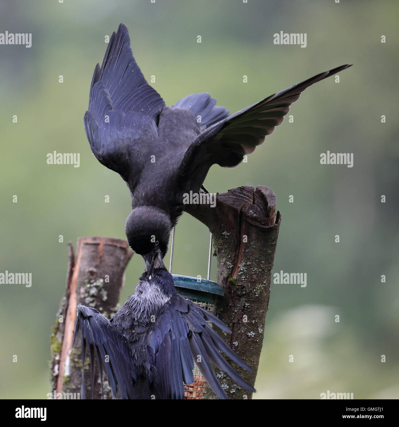 Juvenile Eurasian Jackdaw, also known as Western Jackdaw or Jackdaw ...